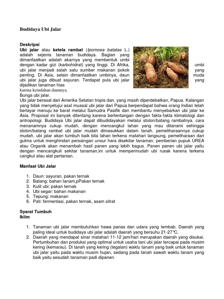 Budidaya Ubi Jalar | PDF