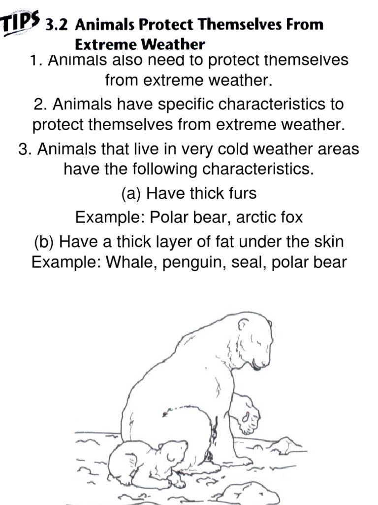 Animal Adaptations to Extreme Weather | PDF | Science & Mathematics