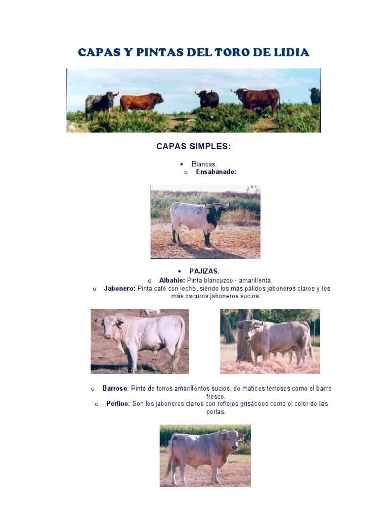 Tipos y Capas del Toro de Lidia | PDF | marrón | Anatomia animal