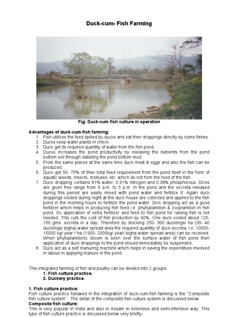 Fig: Duck-Cum Fish Culture in Operation Advantages of Duck-Cum-Fish ...