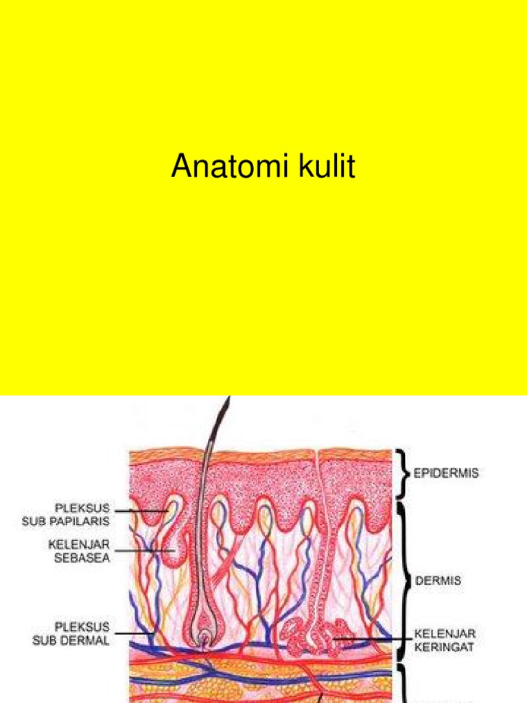 Anatomi Kulit | PDF