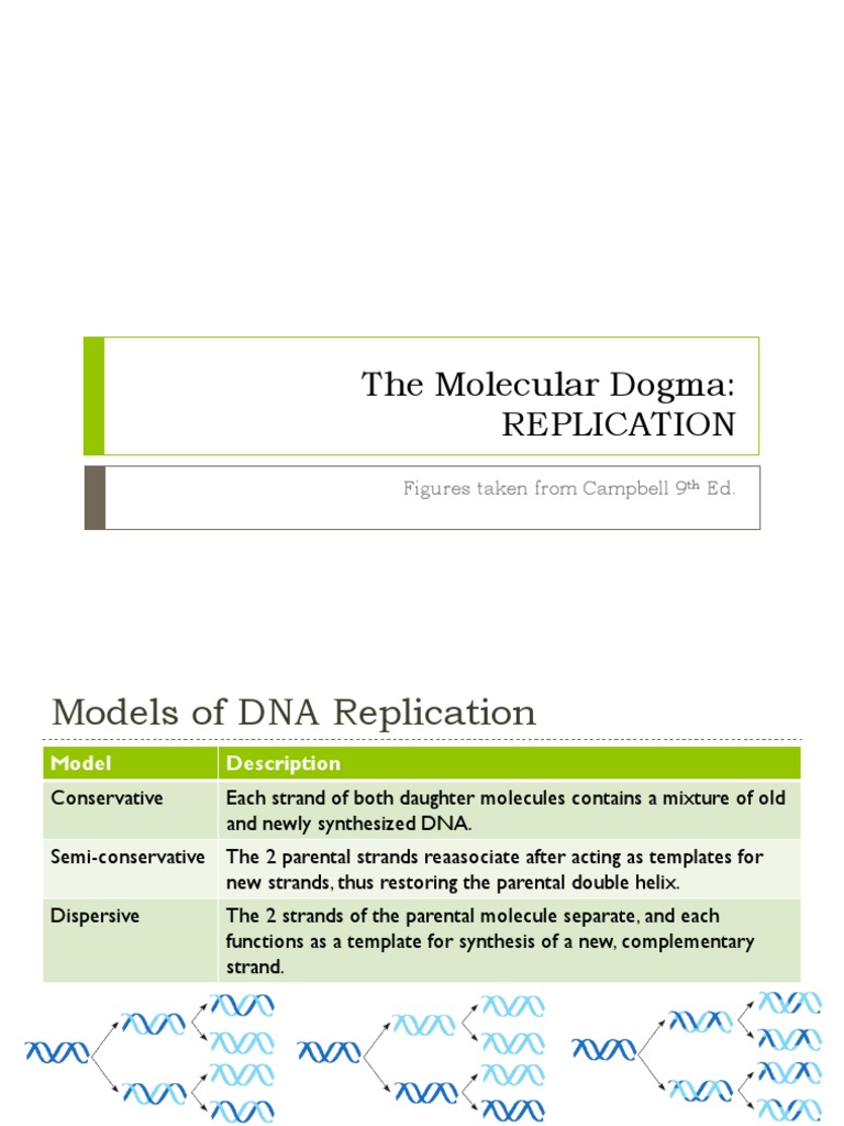 DNA Replication Models Explained | PDF