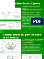 Anatomy and Function of the Pons | PDF | Brainstem | Human Anatomy