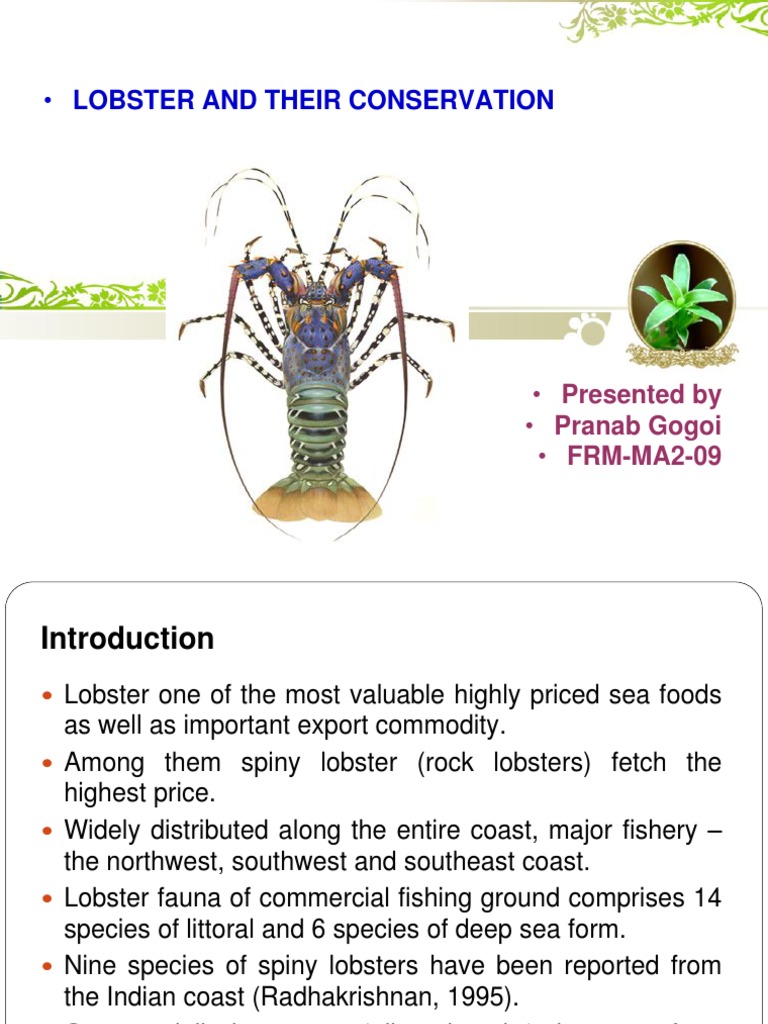 Lobster and Their Conservation1 | Fish And Humans | Fish