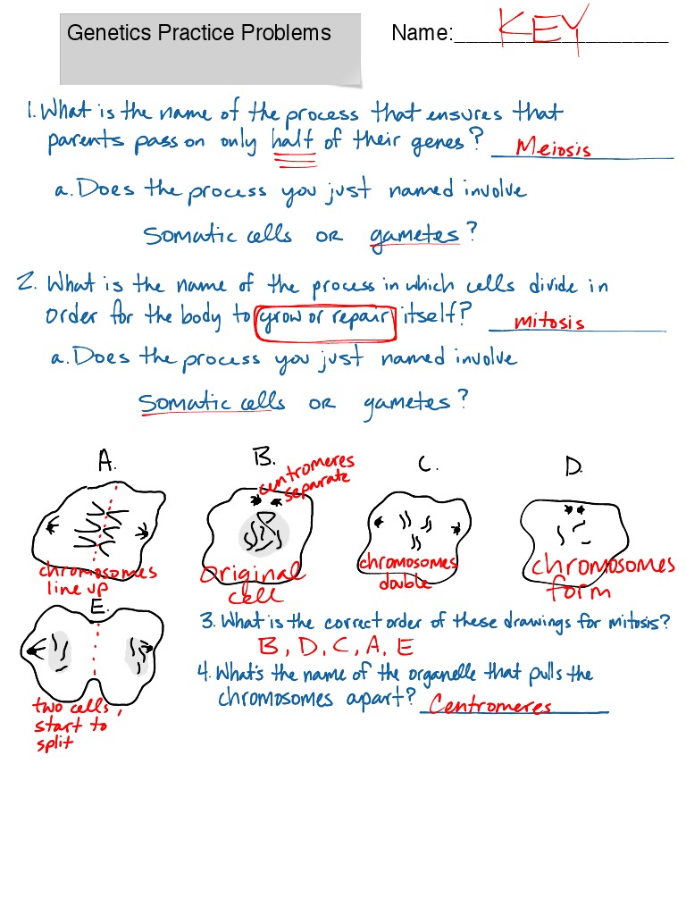 Genetics Practice: Pedigrees Answer Key | PDF