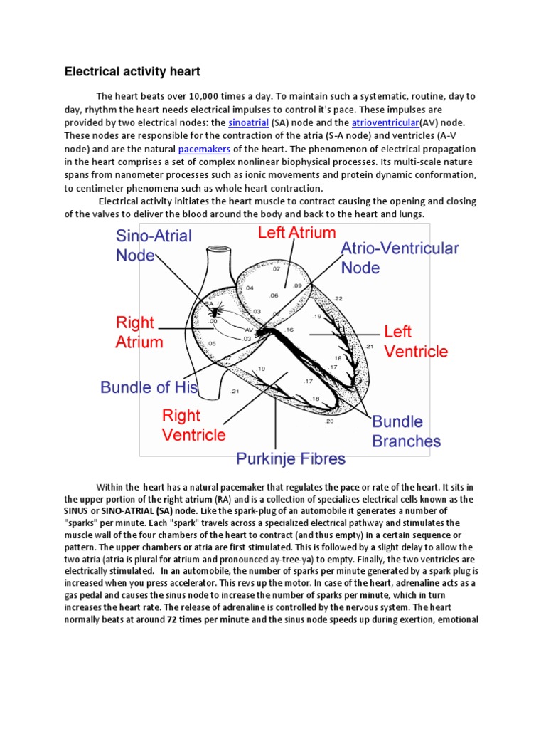 Heart's Electrical Conduction System | PDF | Atrium (Heart) | Heart