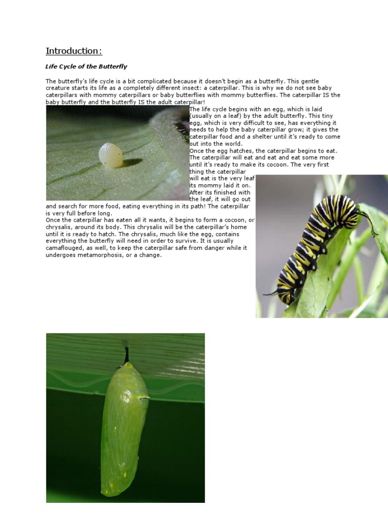 Life Cycle of Butterfly | PDF | Pupa | Butterfly