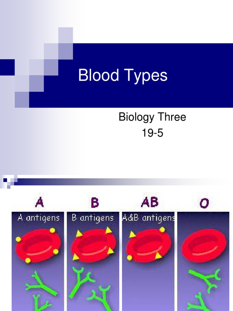 Blood Types: Biology Three 19-5 | PDF