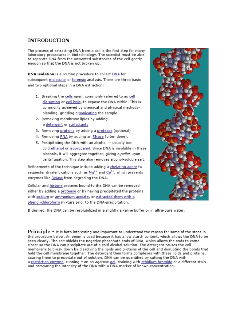onion dna isolation | Filtration | Dna