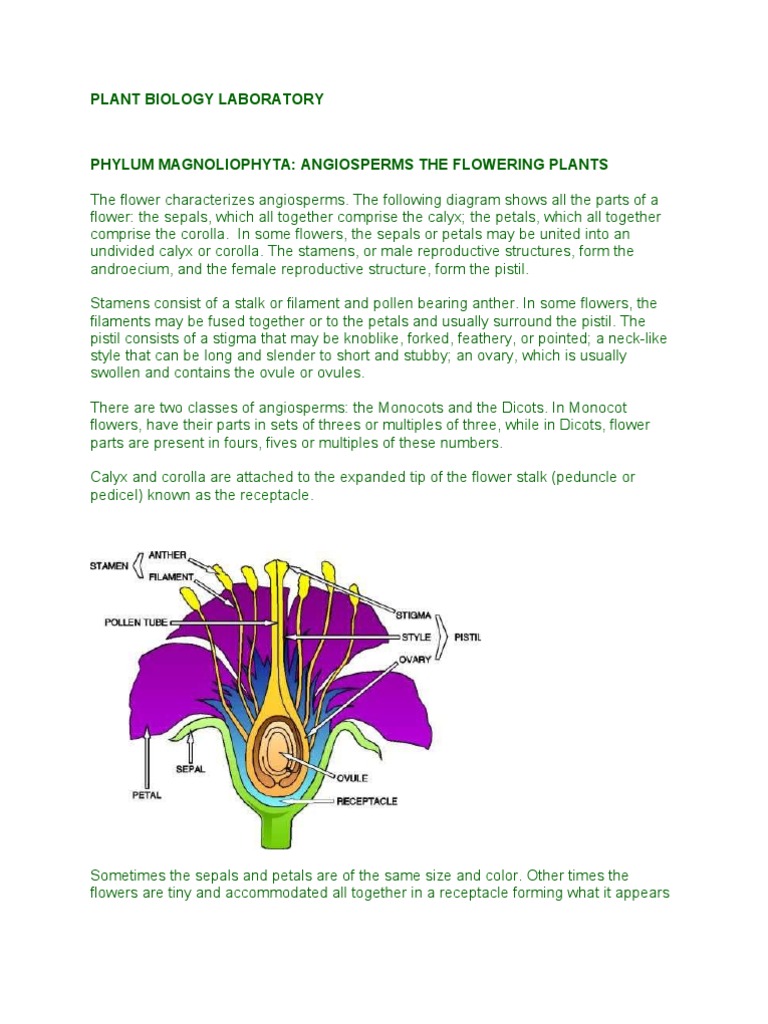 PHYLUM MAGNOLIOPHYTA: ANGIOSPERMS | Flowers | Pollination