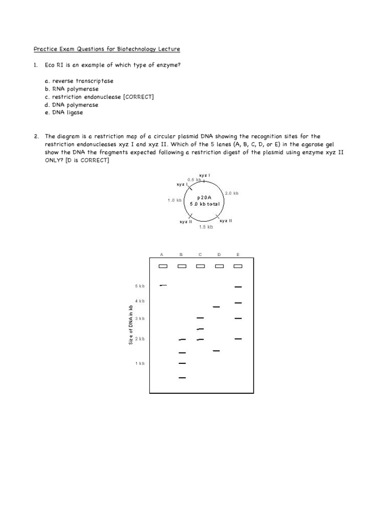 Practice Exam | PDF | Restriction Enzyme | Gel Electrophoresis