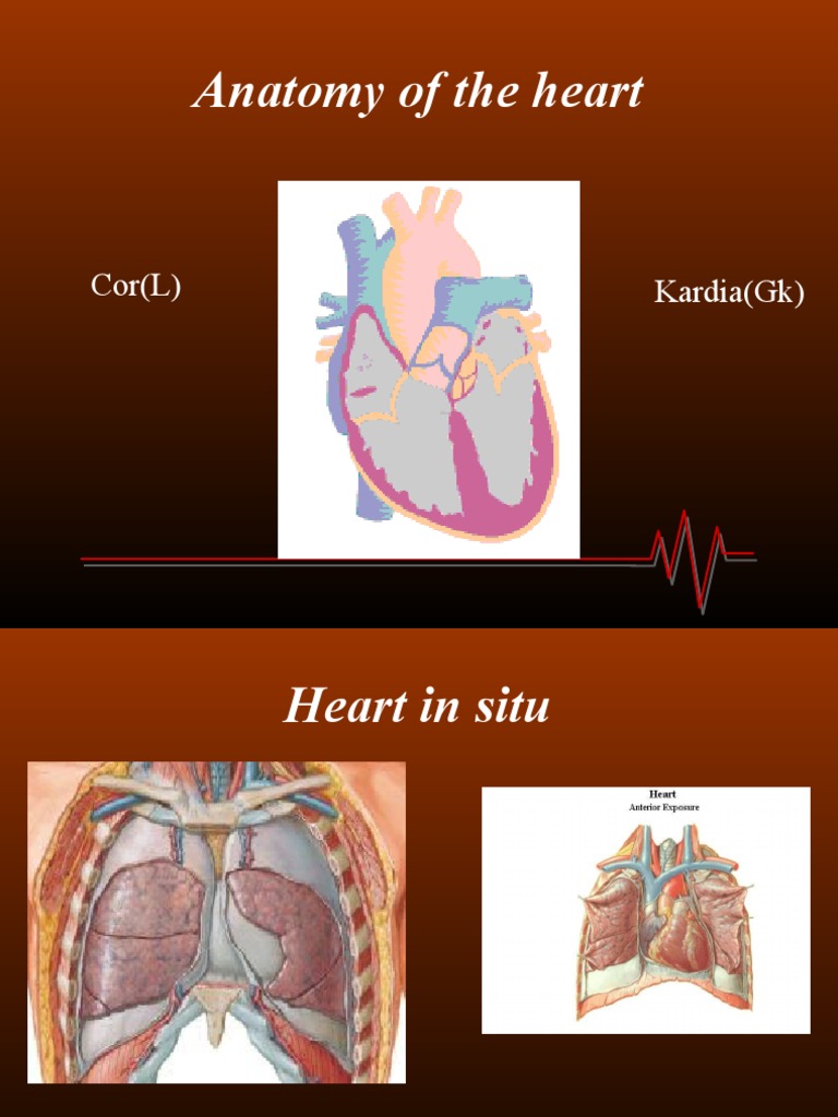 Cardiac Anatomy | PDF | Heart Valve | Atrium (Heart)