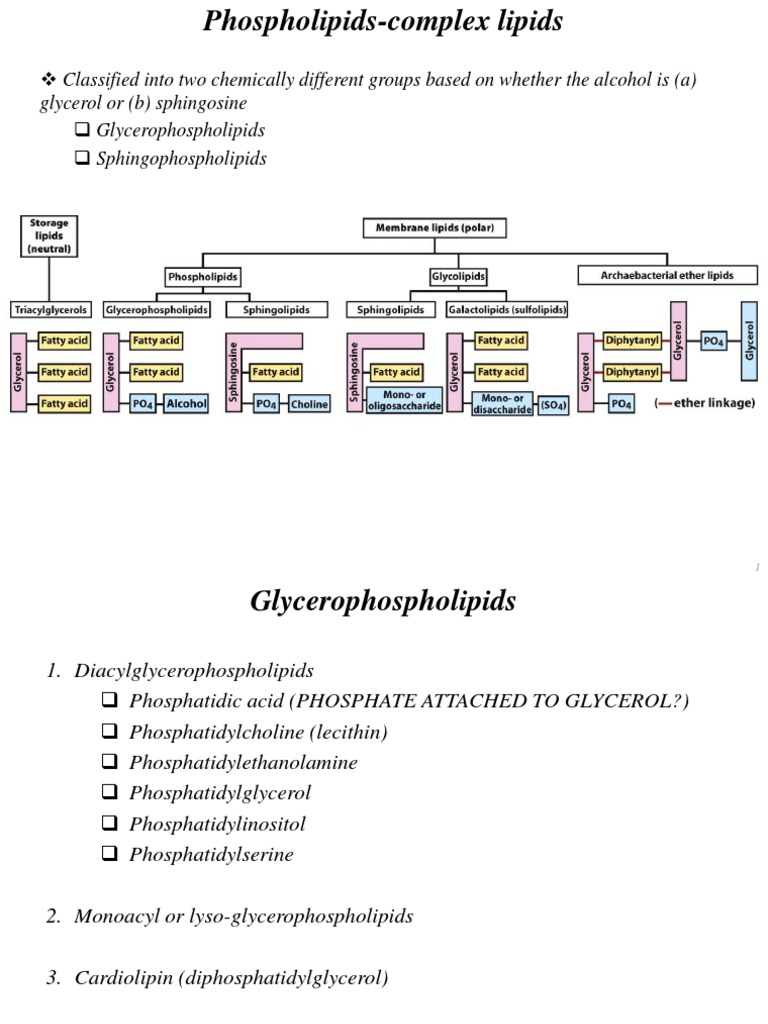 Phospholipid Classification Overview | PDF | Lung | Nutrients