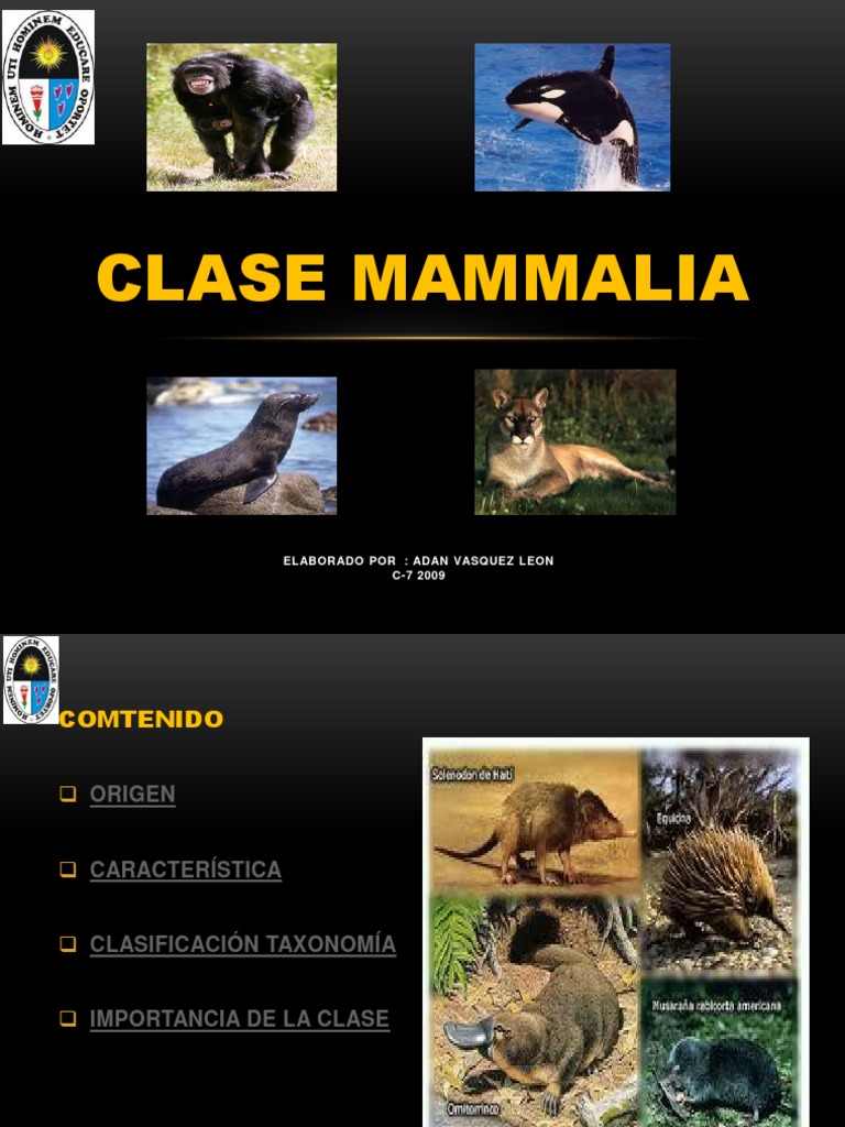 Clase Mammalia Diapositivas Mamíferos Osos
