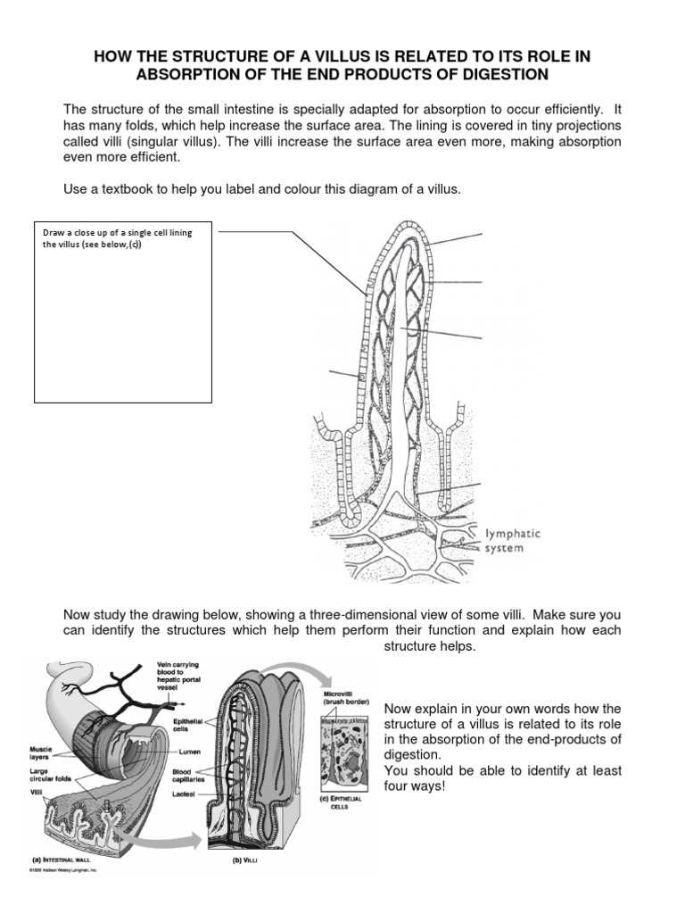Villi Worksheet | PDF