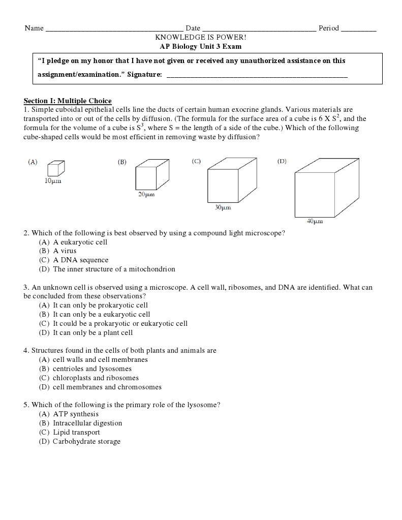 Unit 3 Exam Cells | PDF | Cellular Respiration | Adenosine Triphosphate