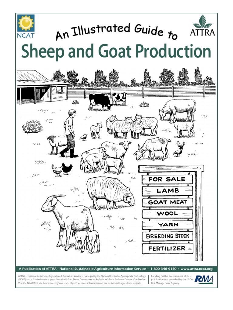 Goat Farm | Sheep | Goat