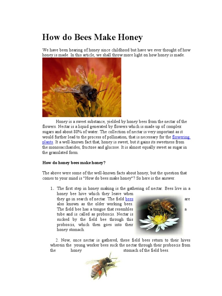 How Do Bees Make Honey: Flowering Plants | PDF | Honey | Honey Bee