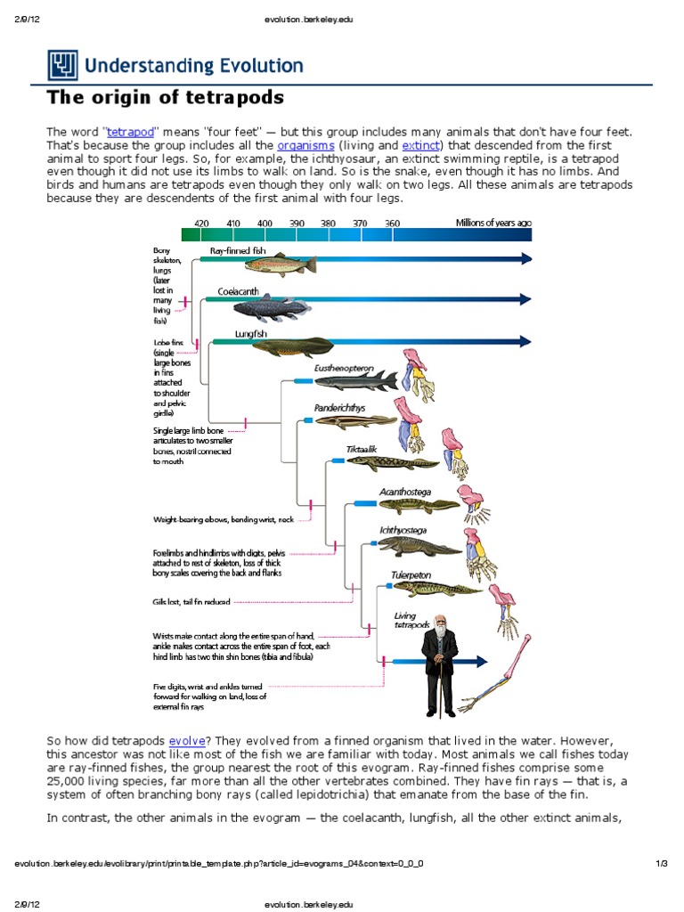 UE Evogram Origin of Tetrapods | PDF | Vertebra | Vertebral Column