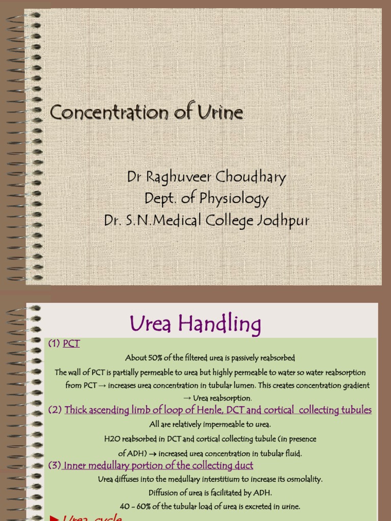 Countercurrent Mechanism in Kidney Physiology | PDF | Kidney | Organ ...