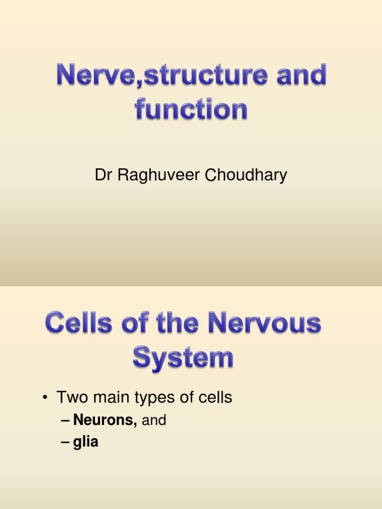 Nerve Physiology | PDF | Axon | Neuron