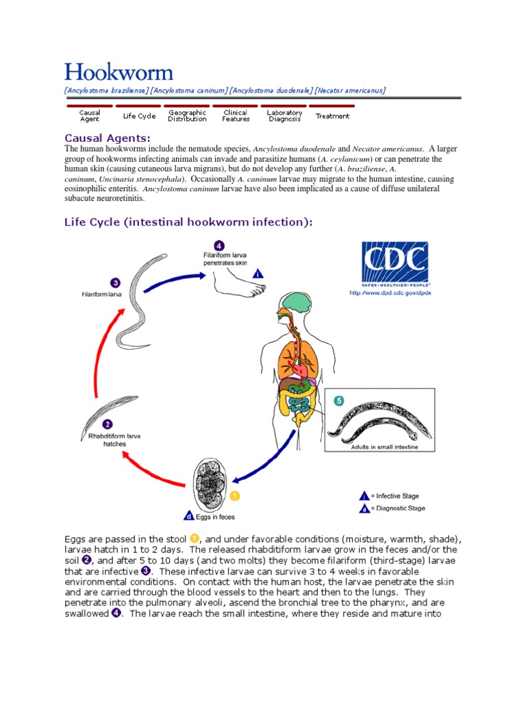 Siklus Hidup HookWorm | PDF | Organisms | Immunology