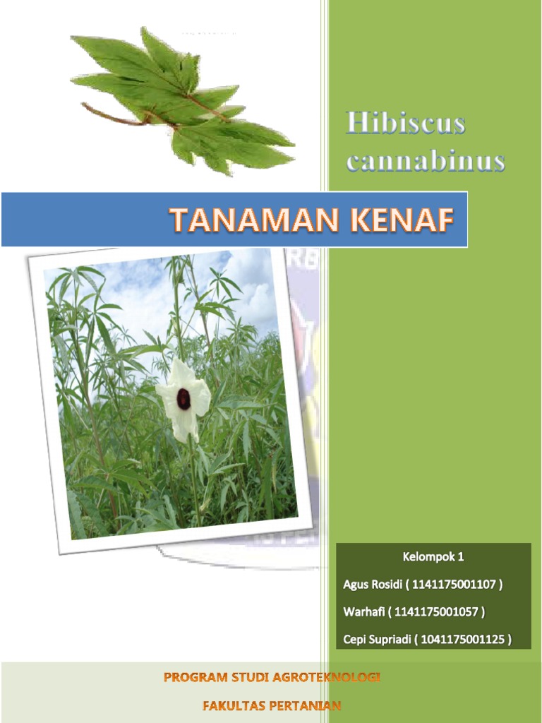 Tanaman Kenaf | PDF