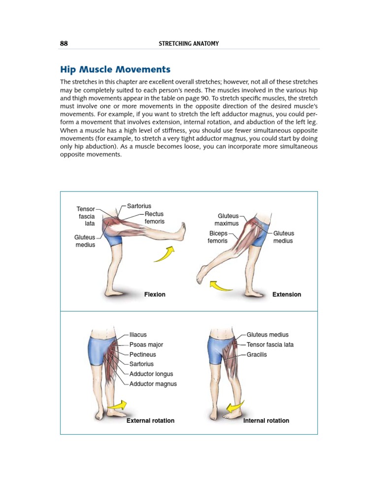 Hip Muscle Movements: Extension Flexion | PDF