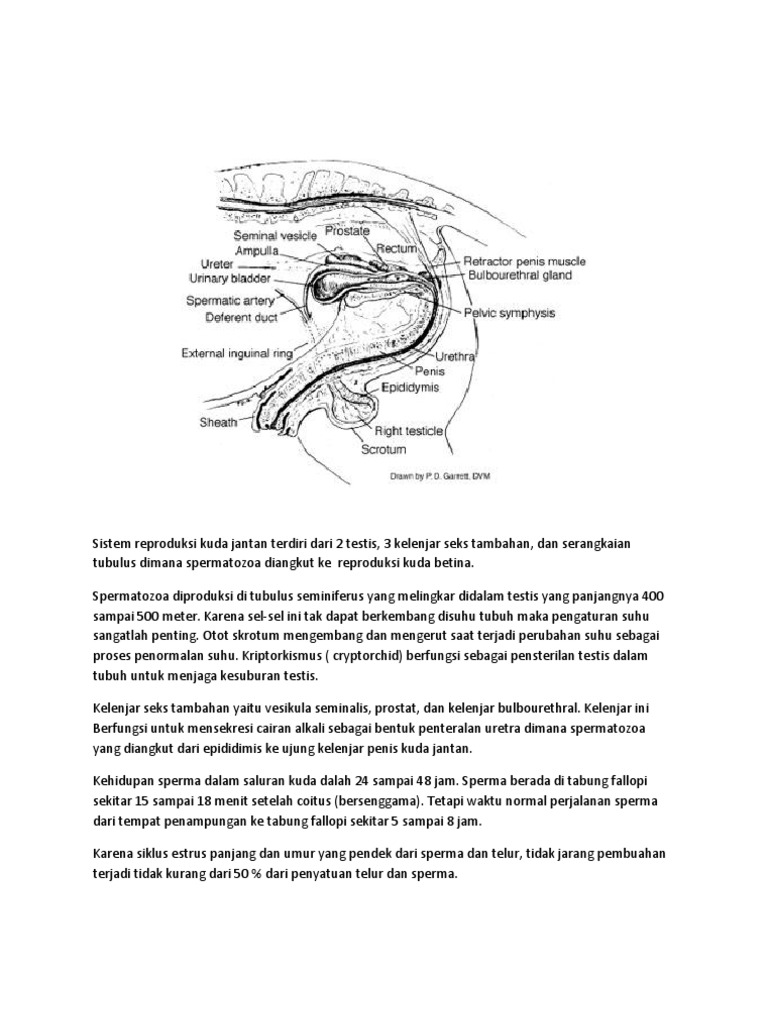 sistem reproduksi kuda jantan