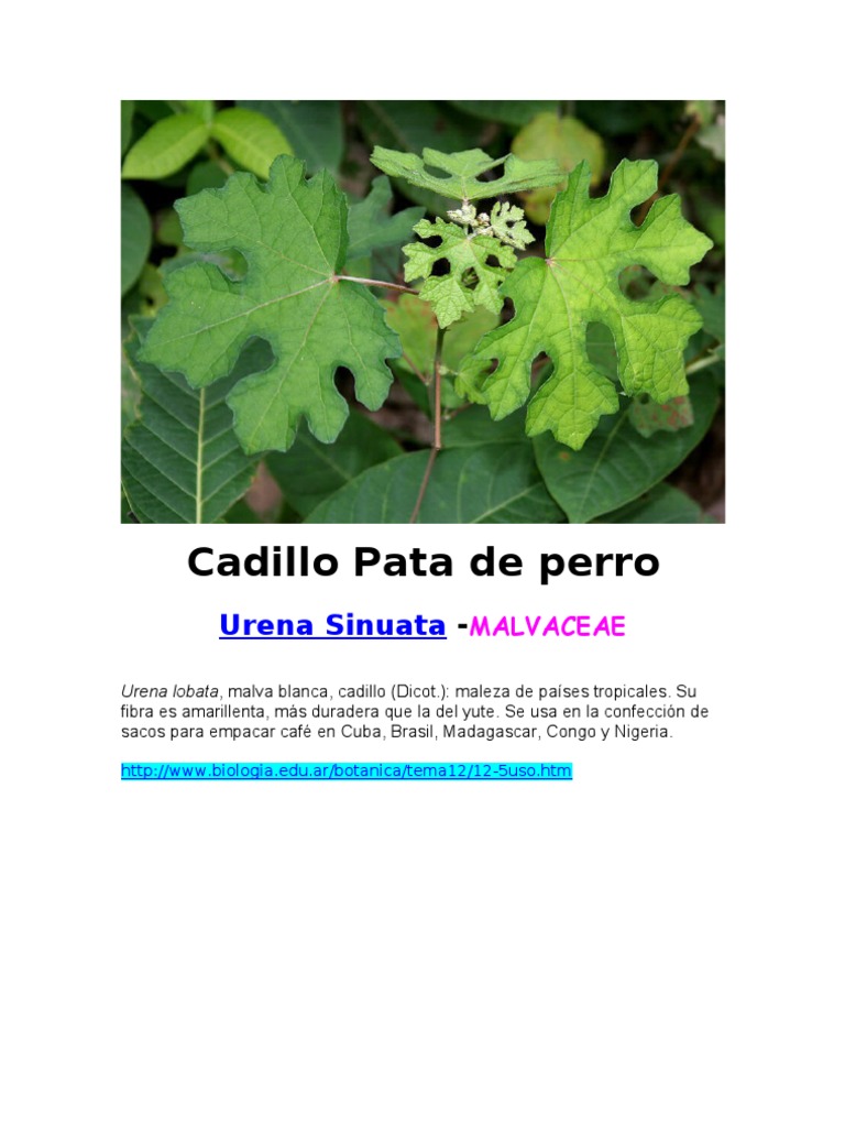 Cadillo Pata de Perro | Antibiotics | Medicine