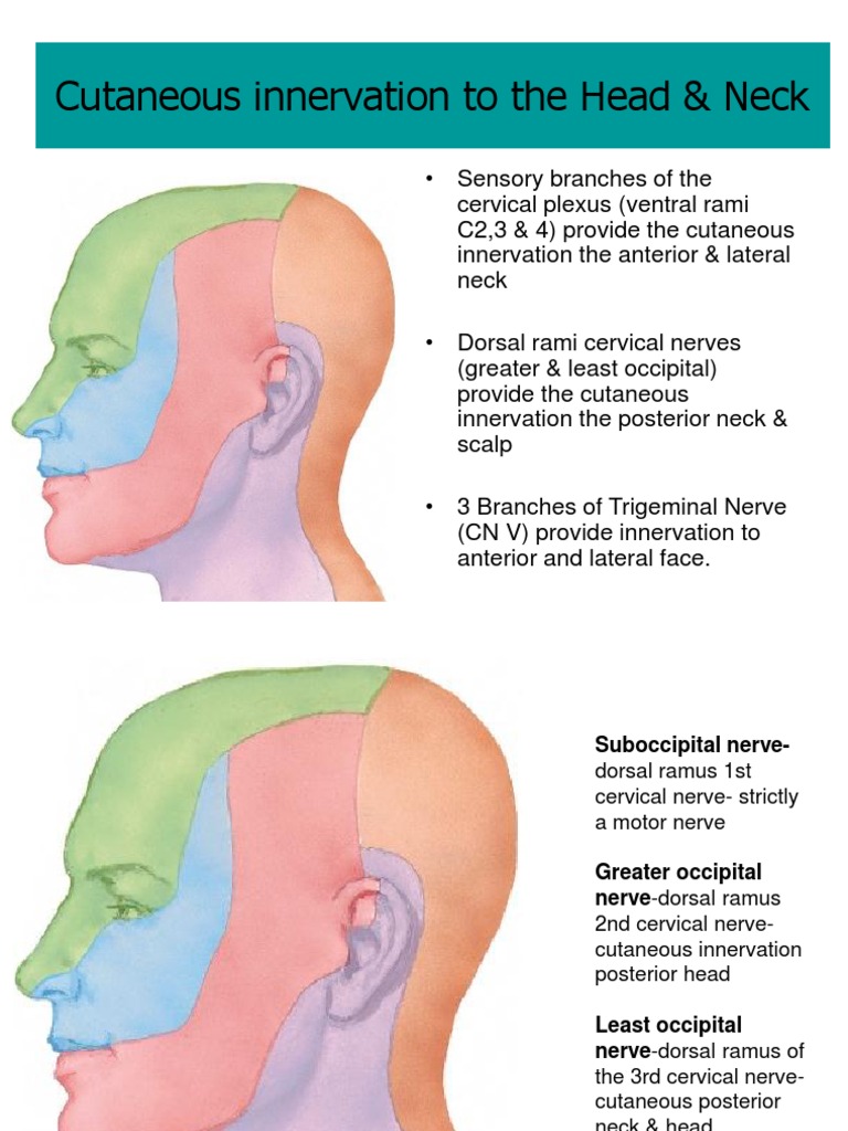 Cutaneous Innervation of Head & Neck | PDF | Science & Mathematics
