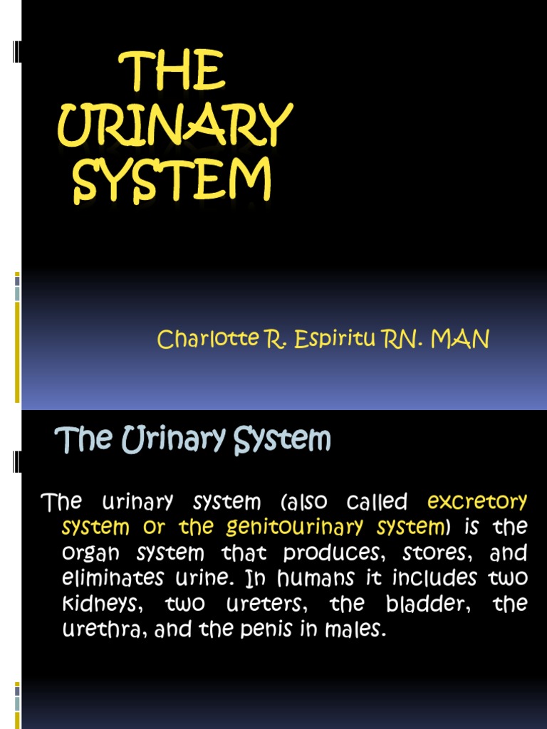 THE Urinary System: Charlotte R. Espiritu RN. MAN | PDF | Kidney ...