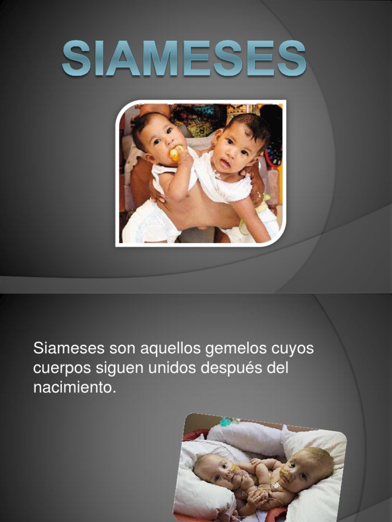 Siameses Descripción Basica. | PDF | Siameses | Gemelo