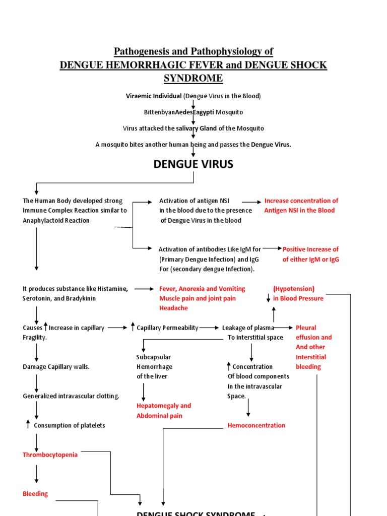 Dengue Hemorrhagic Fever Pathophysiology | PDF