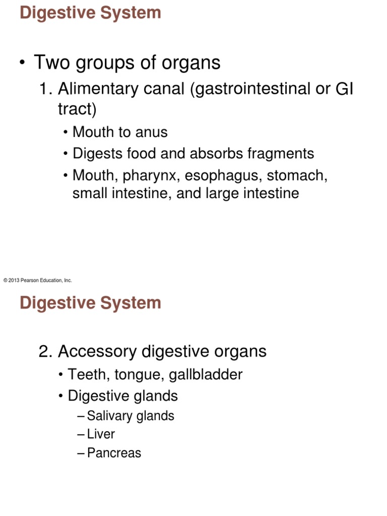 Digestive Anatomy Lab | PDF | Stomach | Human Digestive System