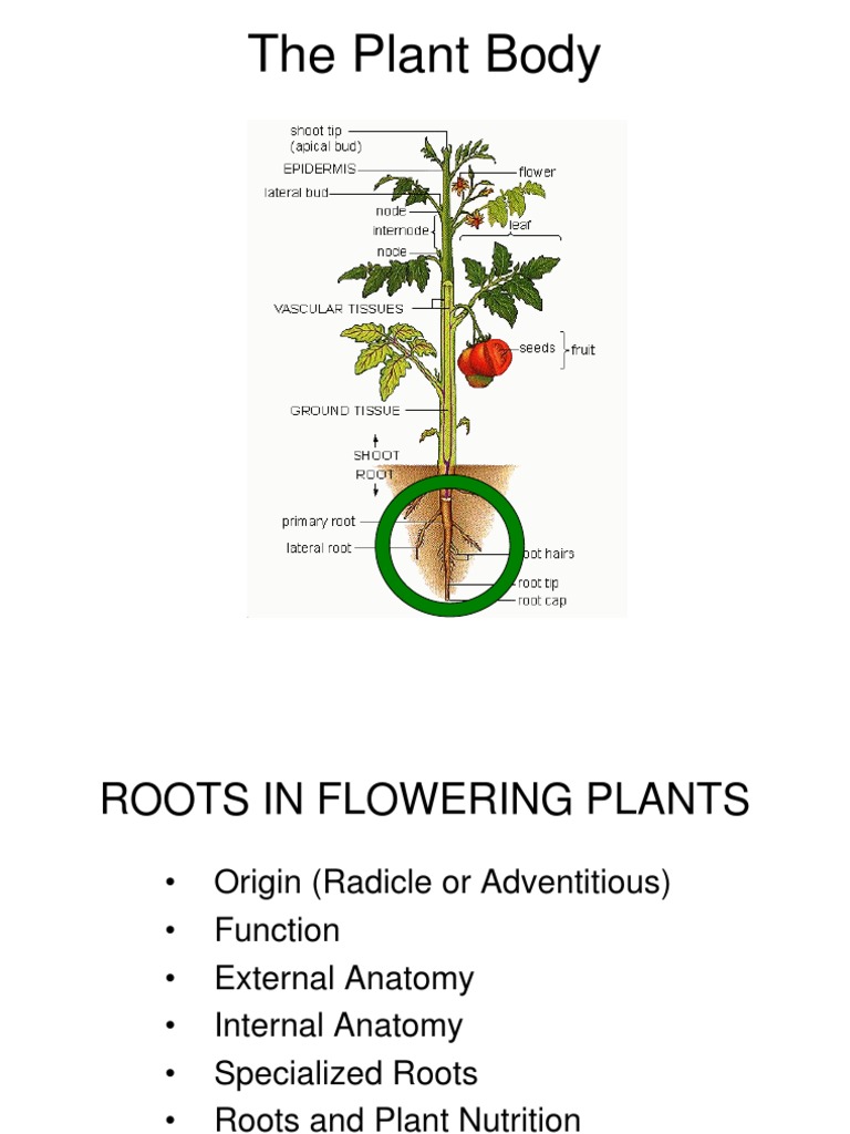 Flowering Plants | PDF | Root | Botany