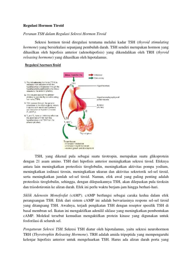 Regulasi Hormon Tiroid | PDF