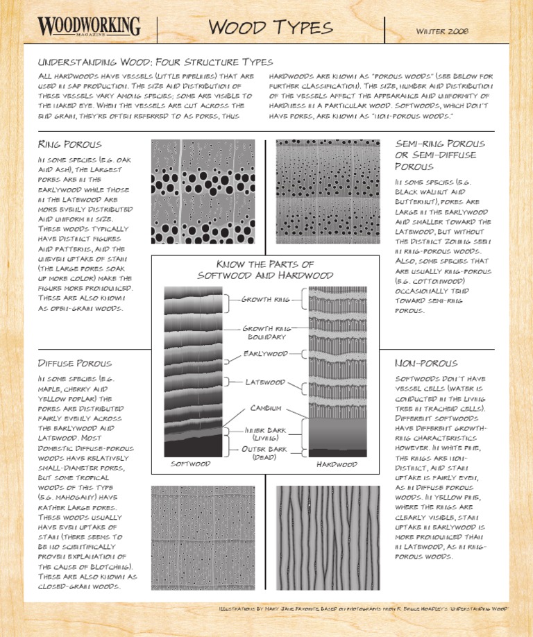Types of Porous Wood Explained | PDF | Foreign Language Studies | Home ...