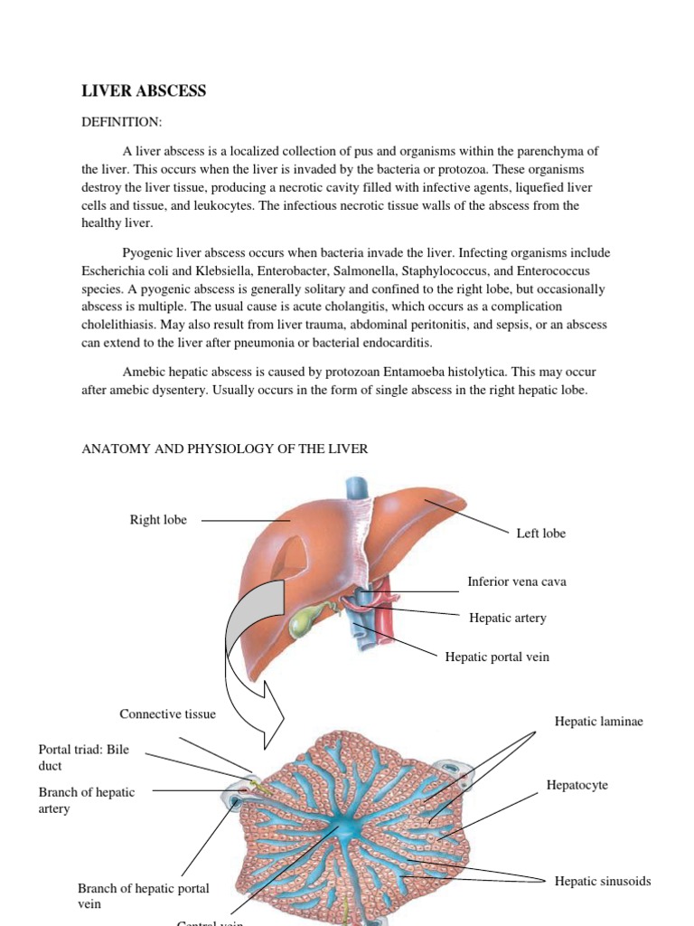 Liver Abscess | PDF | Liver | Vein