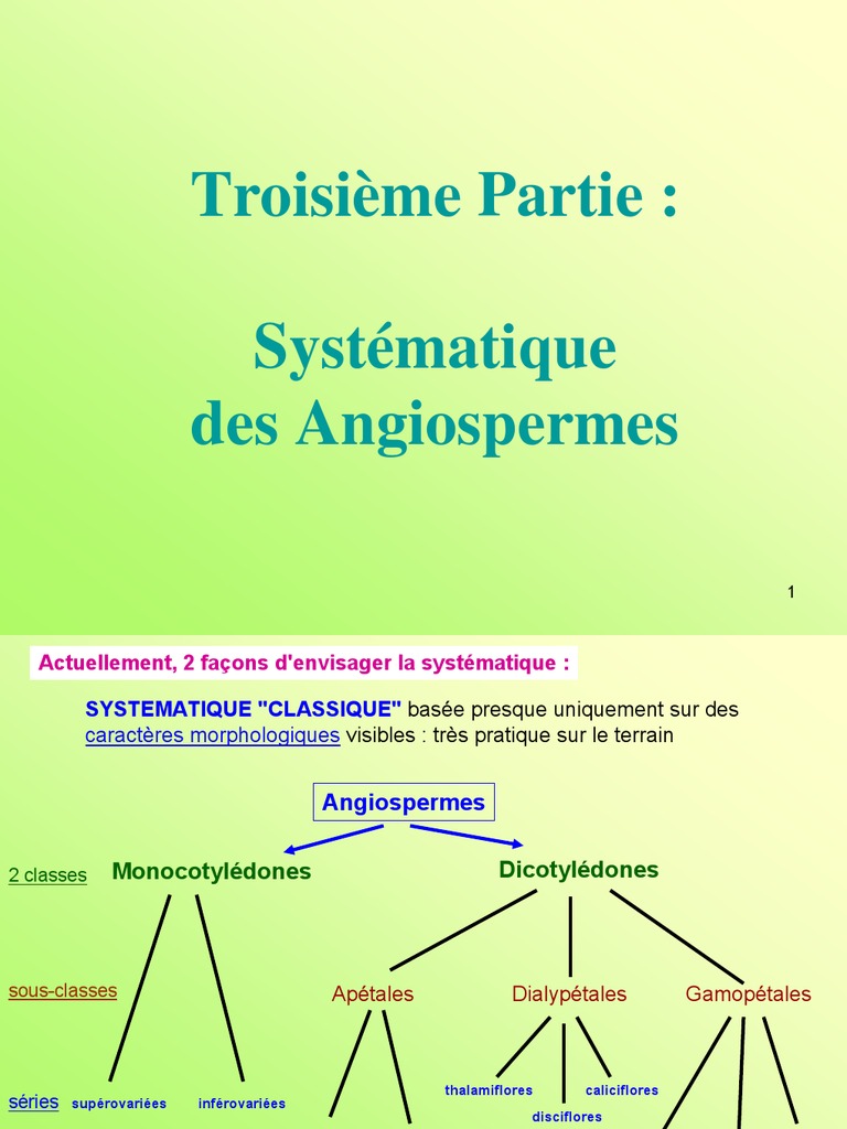 Systematique des Angiospermes
