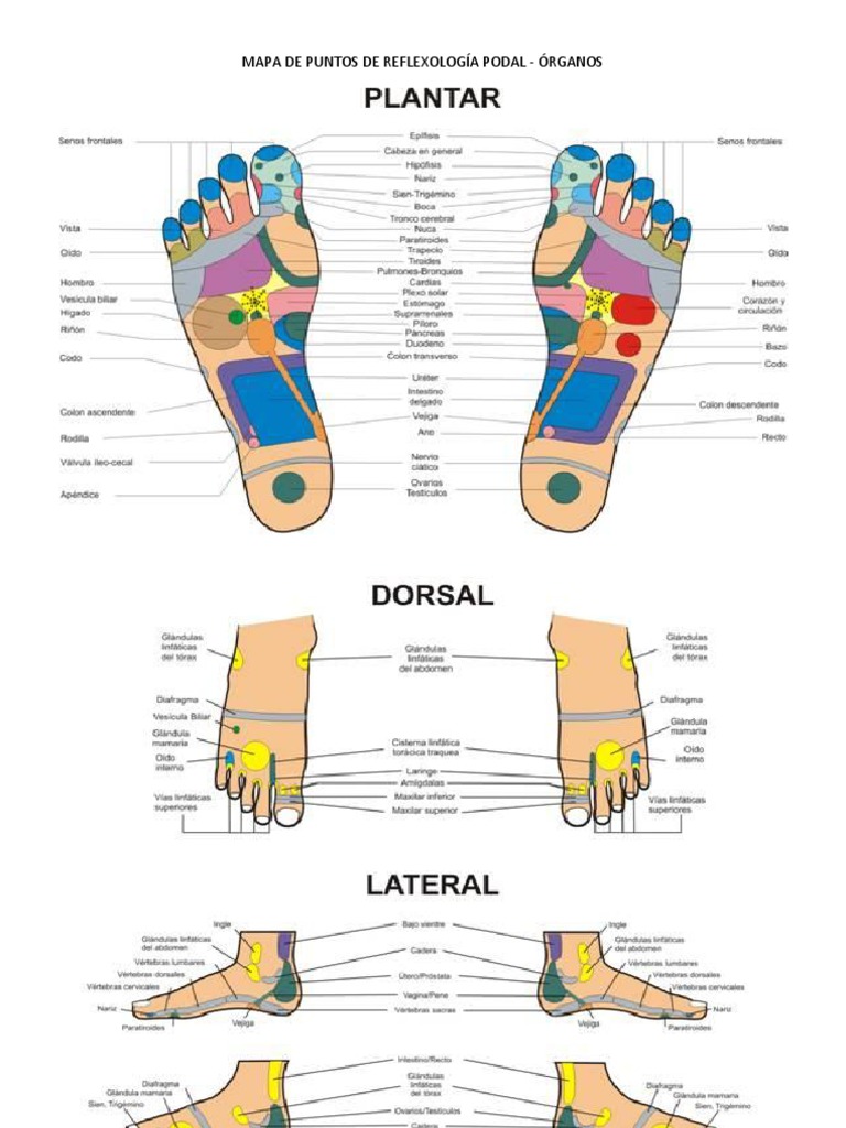 Mapa Reflexología Podal Órganos | PDF