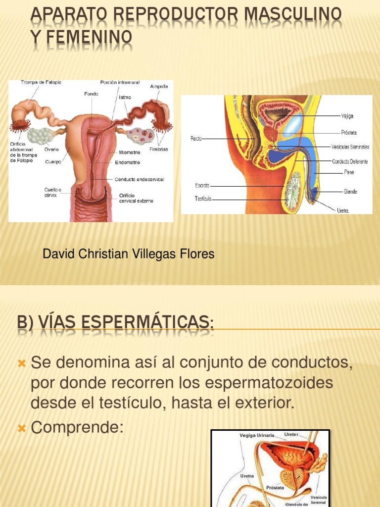 Aparato Reproductor Femenino Y Masculino Con Sus Partes Kulturaupice Porn Sex Picture