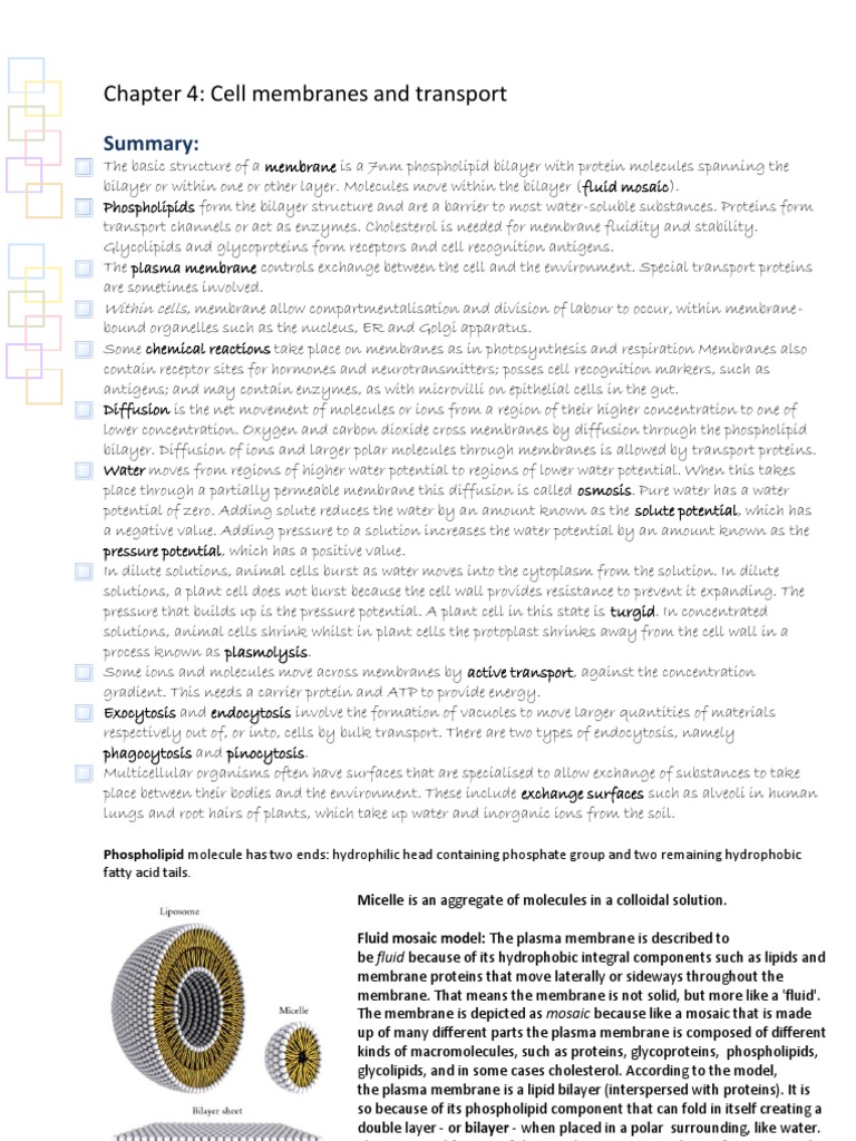 Chapter 4: Cell Membranes and Transport: Summary | PDF | Cell Membrane ...