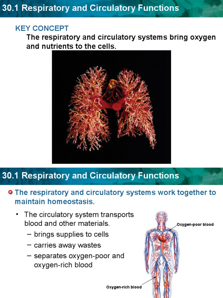 Respiratory & Circulatory System | PDF | Respiratory System ...