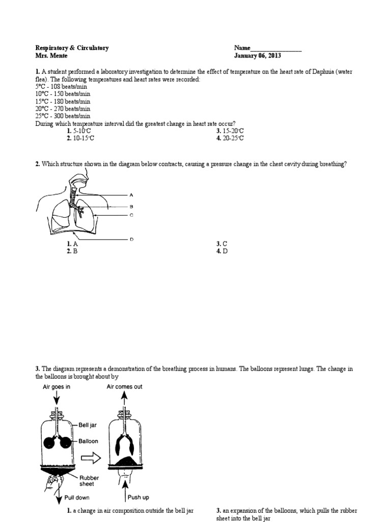 Respiratory and Circulatory Systems Quiz | PDF | Lung | Circulatory System