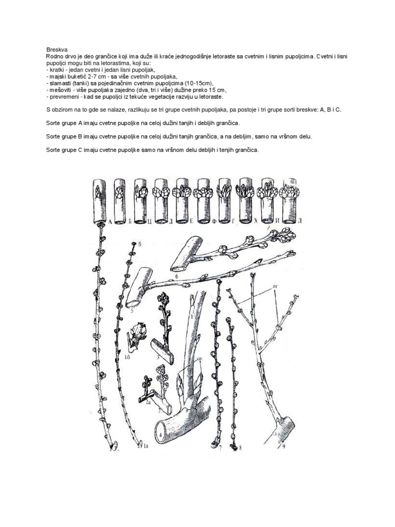Rezidba Breskve | PDF