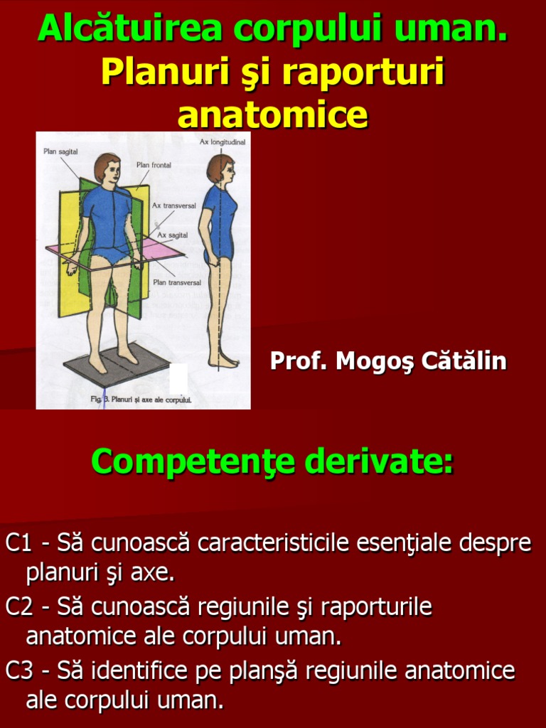 Filehost - Planuri Si Raporturi Anatomice (Prezentare Catalin) | PDF
