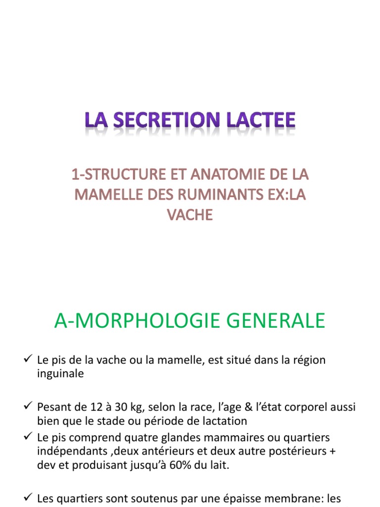 Anatomie et Fonction du Pis de Vache | PDF