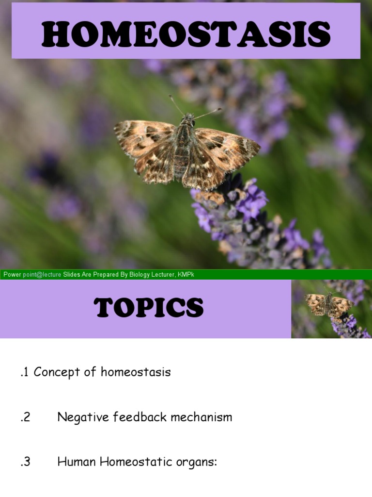 Chapter 19 - Homeostasis (Part 1) | PDF | Homeostasis | Glycogen