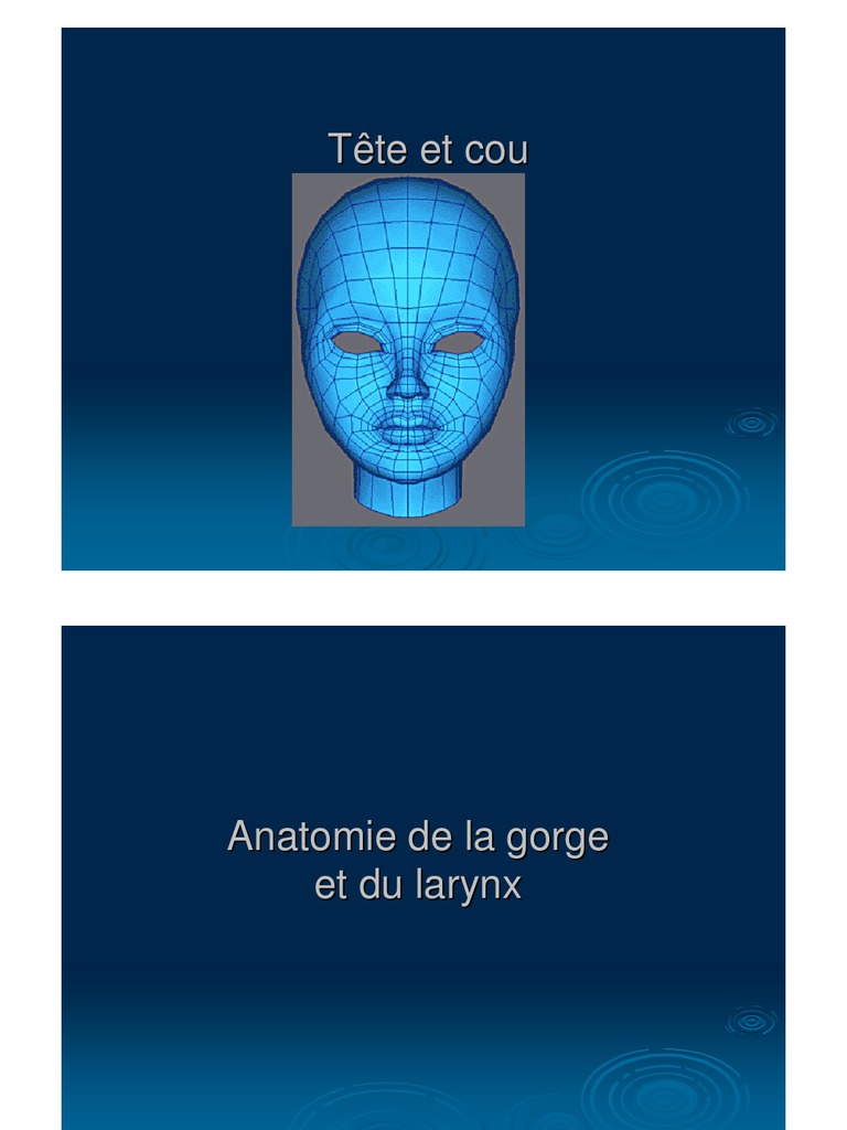 Cours D'anatomie Anatomie Gorge Et Larynx | PDF | Larynx | Cou